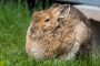 Shope Papilloma: Main Virus Symptoms in Rabbits — Papillomas